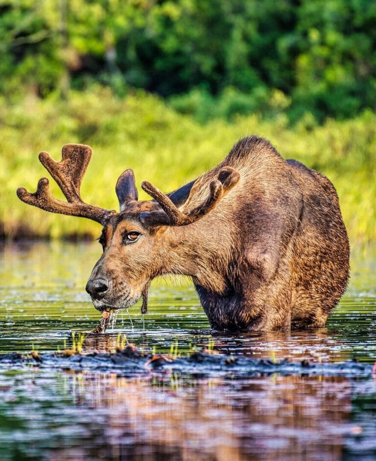 24 Fresh and Funny Animal Hybrids by a Photoshop Genius - Nation Post