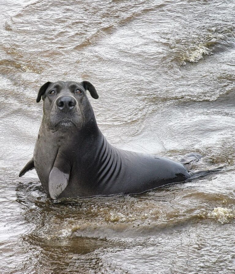 24 Fresh and Funny Animal Hybrids by a Photoshop Genius - Nation Post