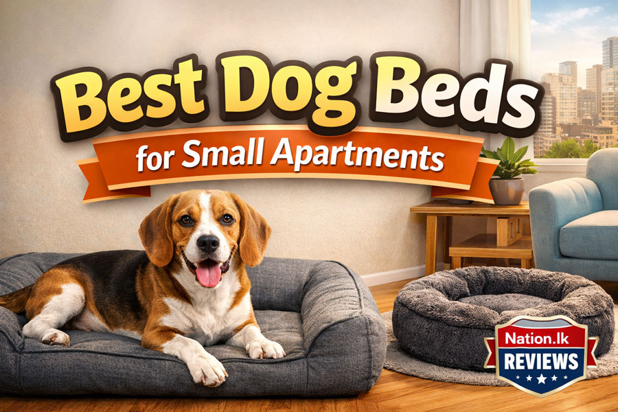 Best Dog Beds for Small Apartments (2026 Review) - Nation Post