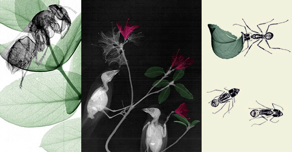 Amazing X-Ray Images of Natural Scenes by Medical Physicist Arie van 't ...